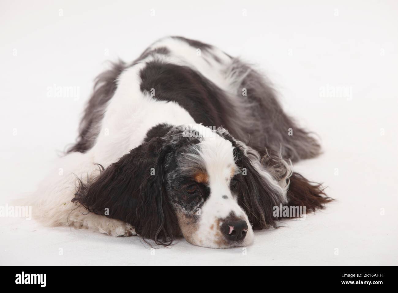 Male cocker spaniel hi-res stock photography and images - Alamy