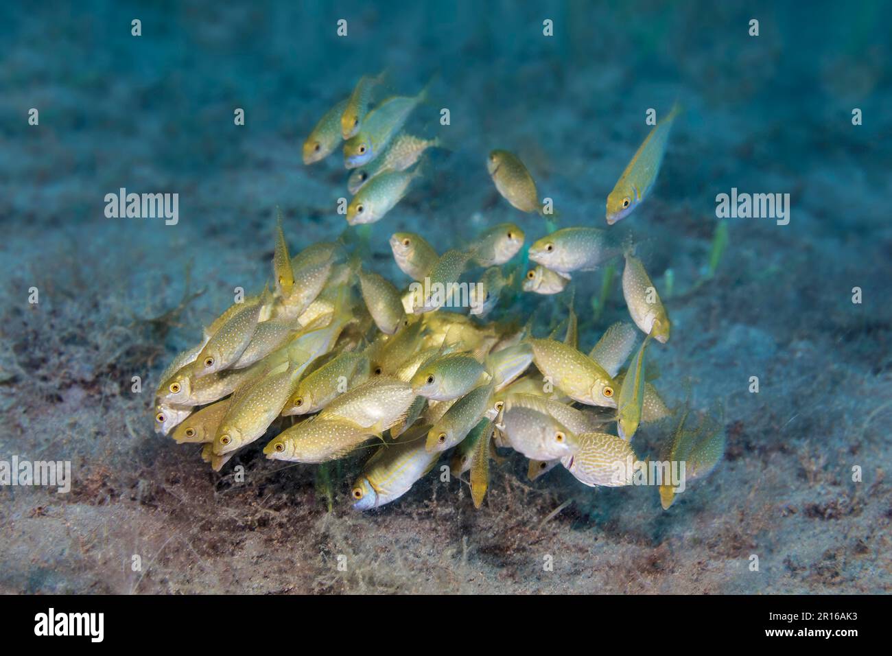 Shoal, school of fish, rabbitfish (Siganus sutor), foraging in the ...