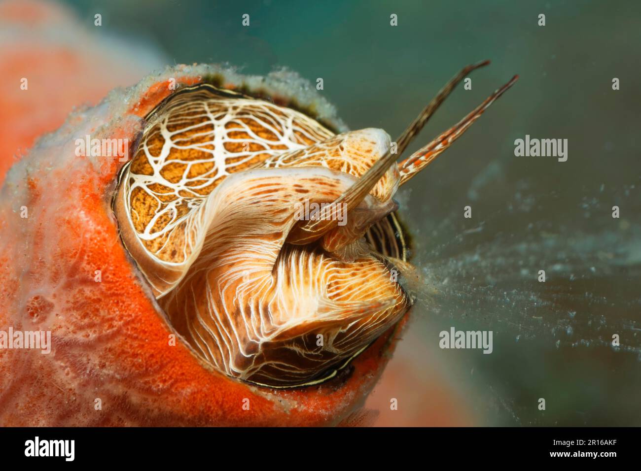 Worm snail (Vermetidae) in calcareous tube fishing for plakton with ...