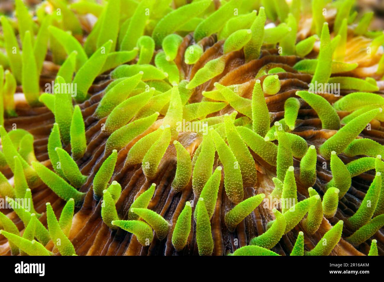 Polyps, Mushroom Coral (Fungiidae) (Fungia), green, Sulu Sea, Pacific ...