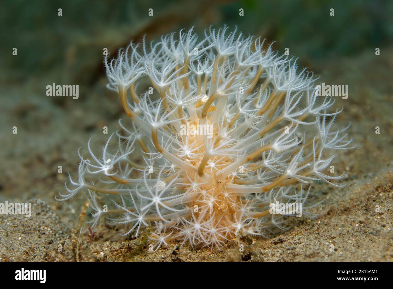 Sea Feather, (Cavernularia), Polyps, Open, Sulu Sea, Pacific Ocean, Apo ...