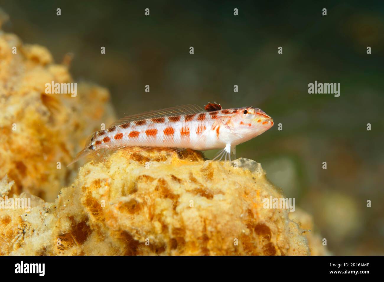 Dwarf goby (Eviota guttata), sponge (porifera), Sulu Sea, Pacific Ocean ...