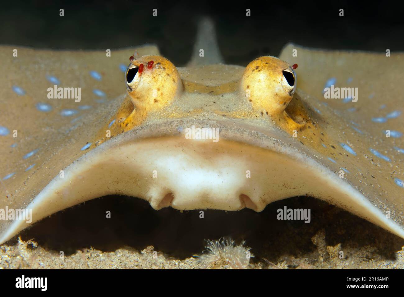 Sea stingray hi-res stock photography and images - Alamy