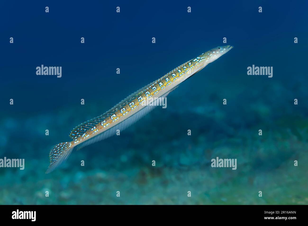 Long-billed sand diver (Trichonotus elegans), fish, seagrass meadow ...
