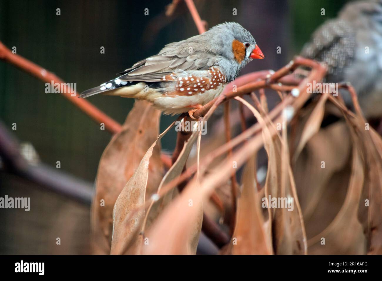 the male zebra finch has a grey body with a white under belly with a ...