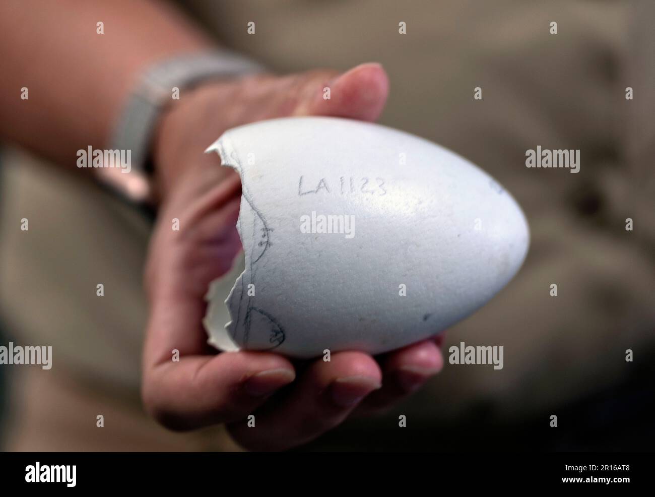 Debbie Sears, a condor keeper, shows the hatched egg from Condor chick ...