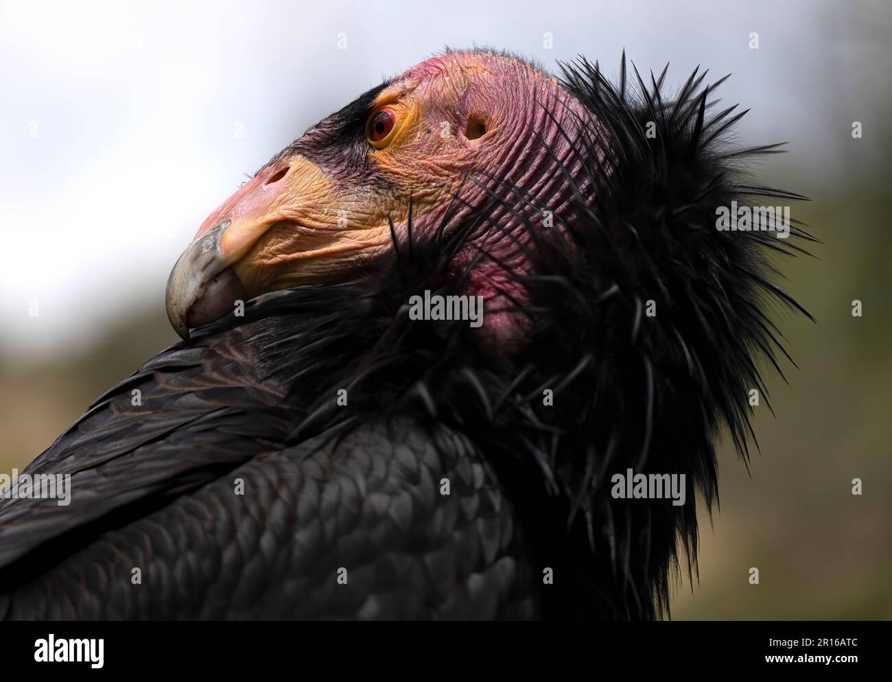 A California condor named Hope, a species ambassador, sits in the sun ...