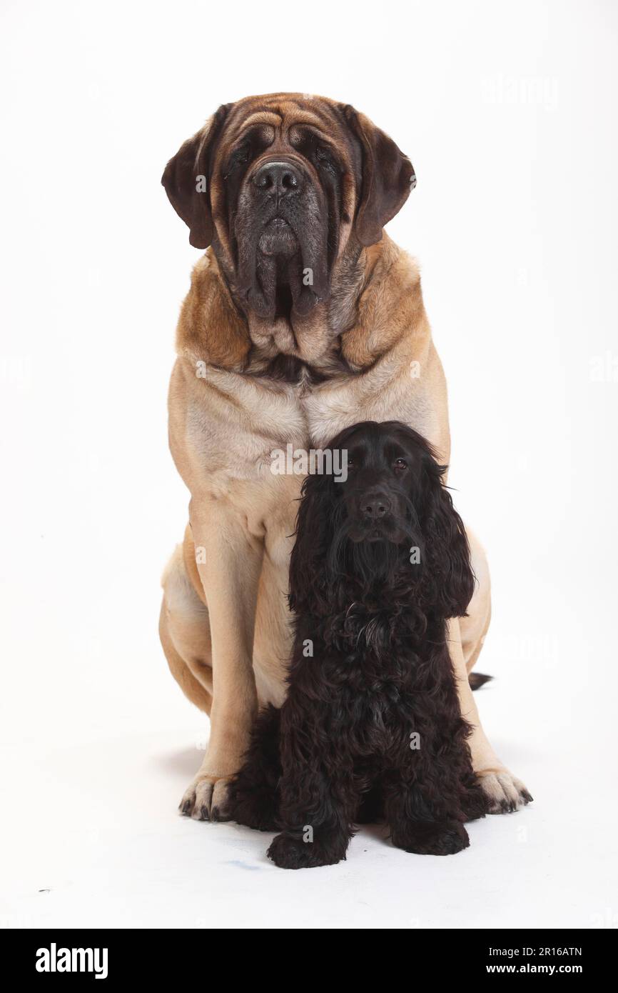 English Mastiff Mix With Horse