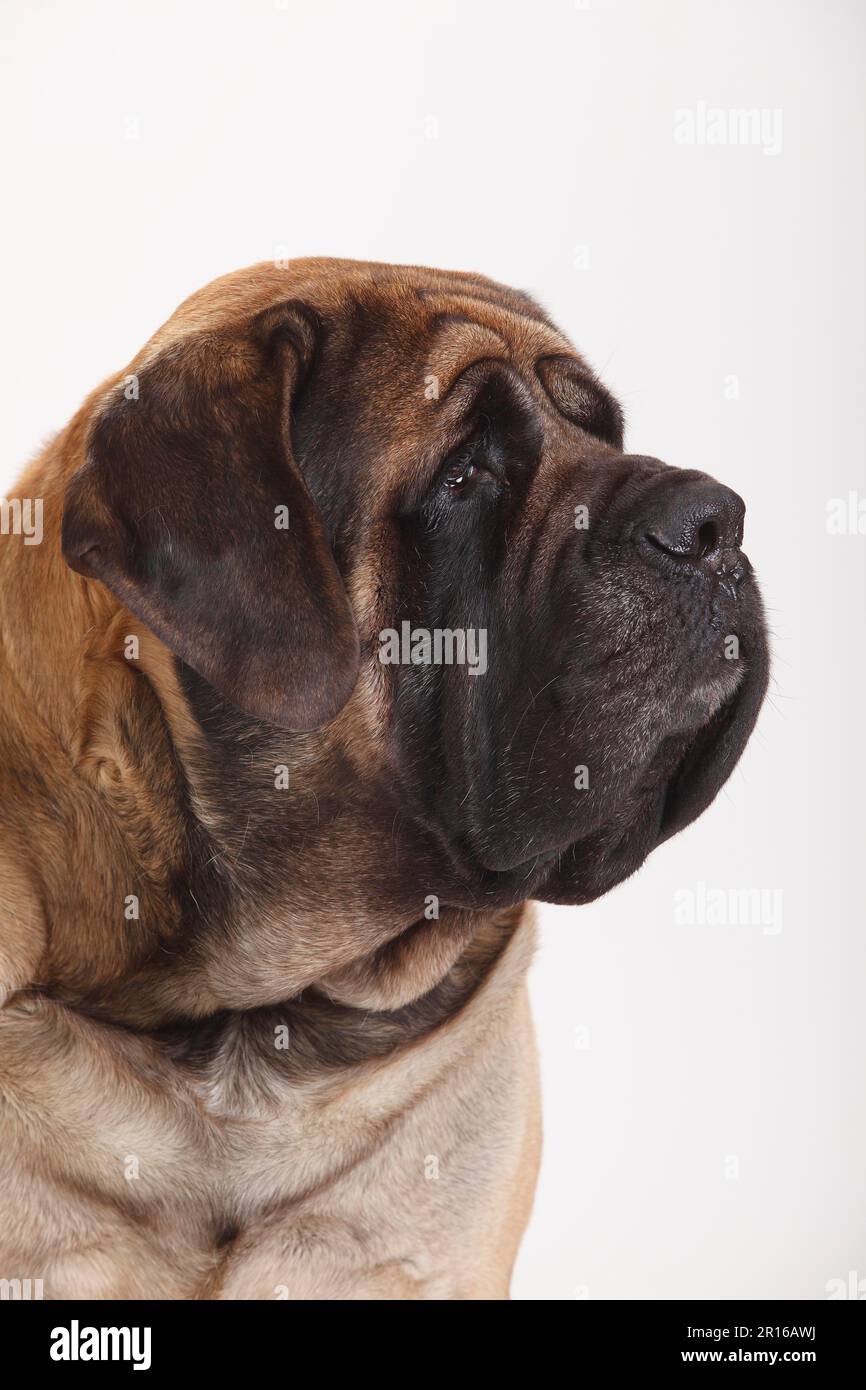 Mastiff head hi-res stock photography and images - Alamy