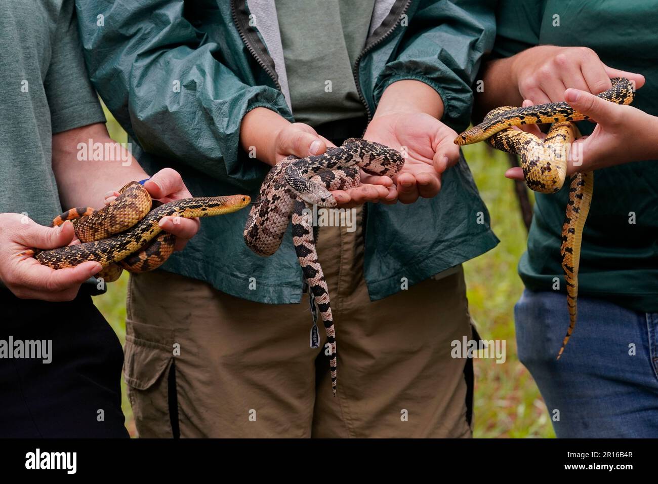Biologists from the Memphis Zoo hold several Louisiana pine snakes to ...