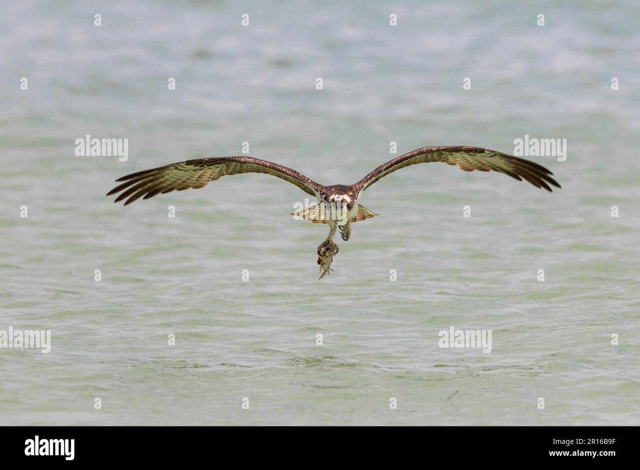 Osprey fly front view hi-res stock photography and images - Alamy