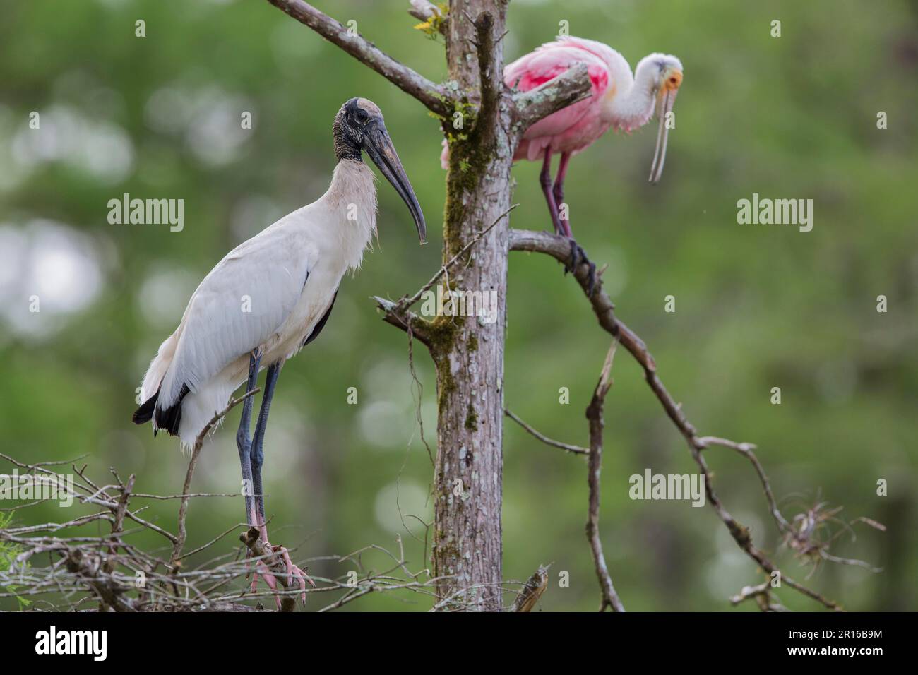 Florida roseate spoonbill hi-res stock photography and images - Alamy