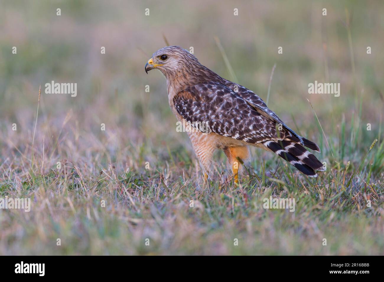 Red-shouldered hawk (Buteo lineatus), Florida Stock Photo - Alamy