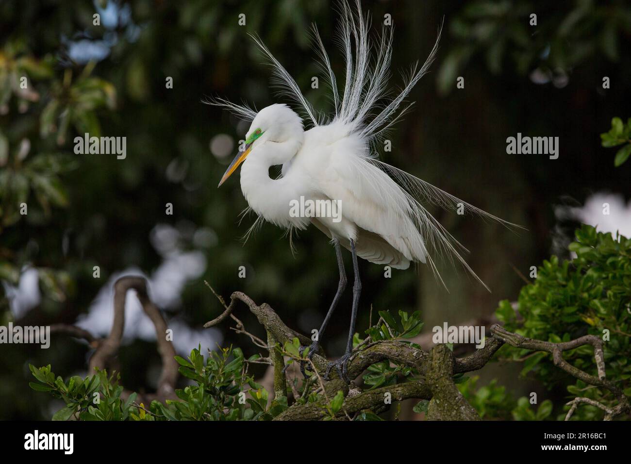 Great egret (Ardea alba) Florida, Alligator Farm, St. Augustine Stock ...