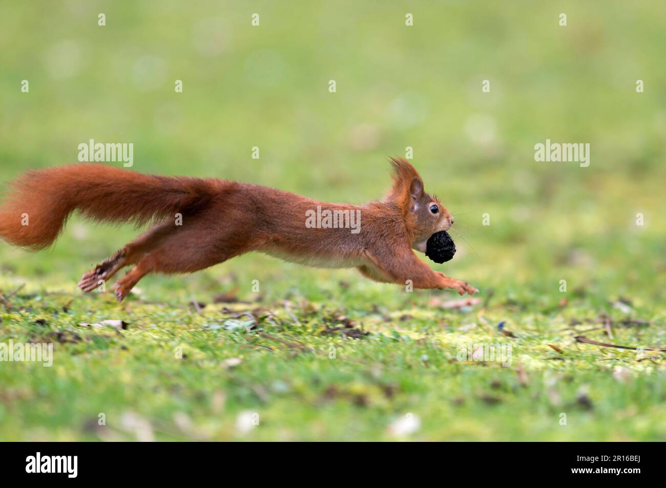 Squirrel (Sciurus vulgaris), Germany Stock Photo - Alamy