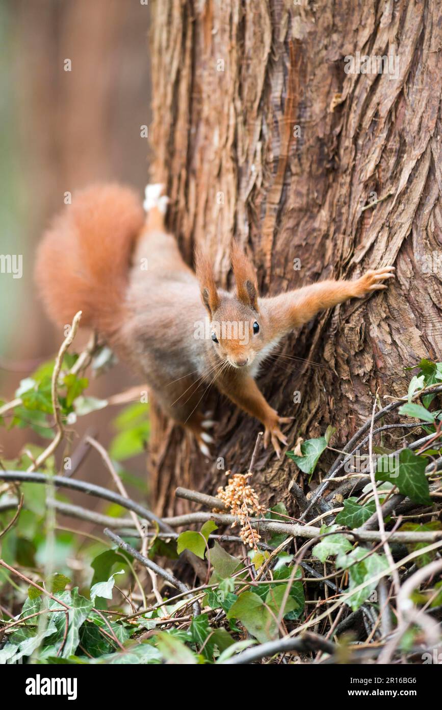 Squirrel (Sciurus vulgaris), Germany Stock Photo - Alamy