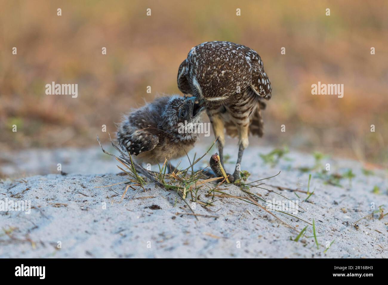 Owl with snake hi-res stock photography and images - Alamy