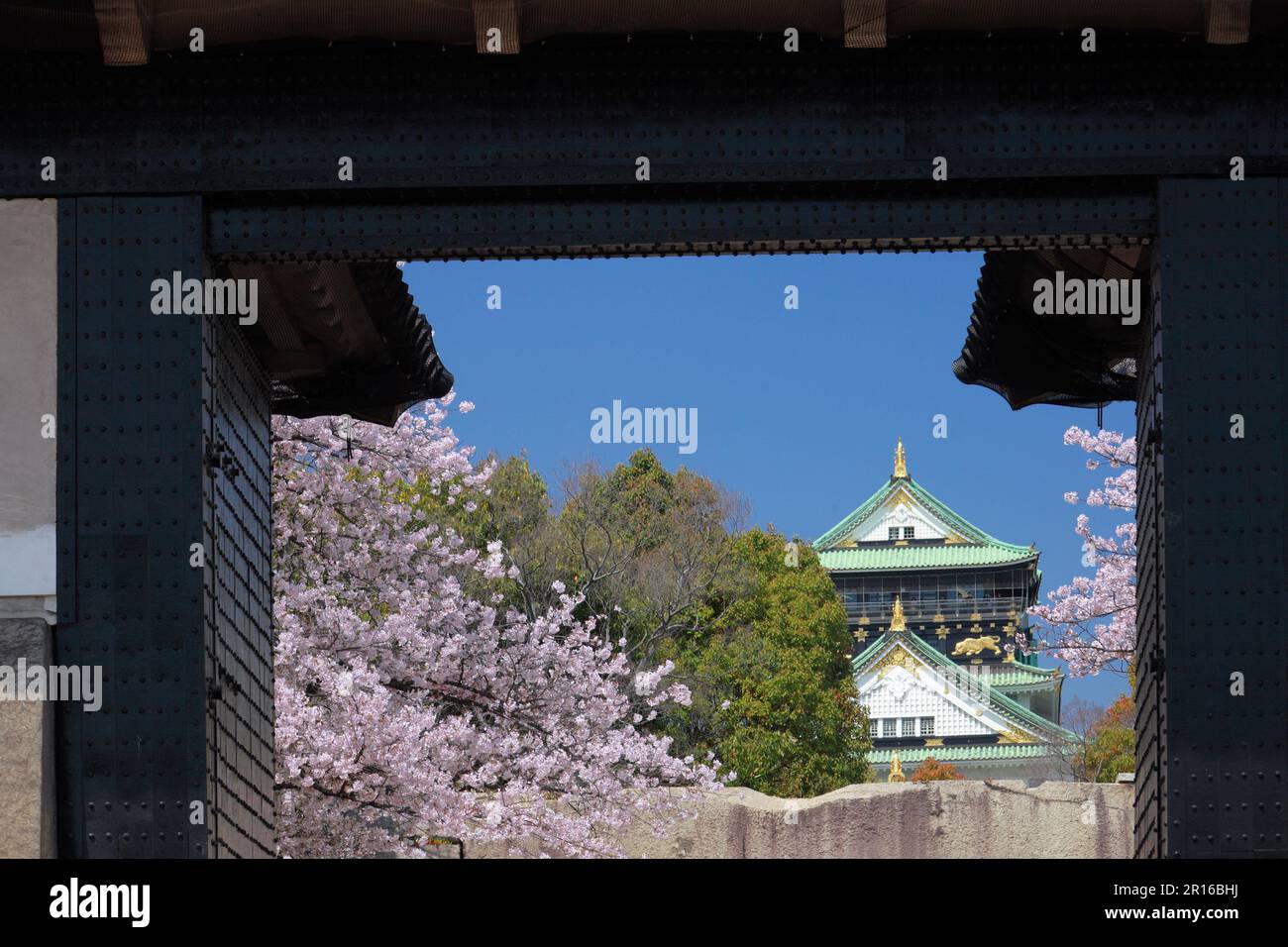 Blooming cherry blossom trees at Osaka Castle Stock Photo - Alamy