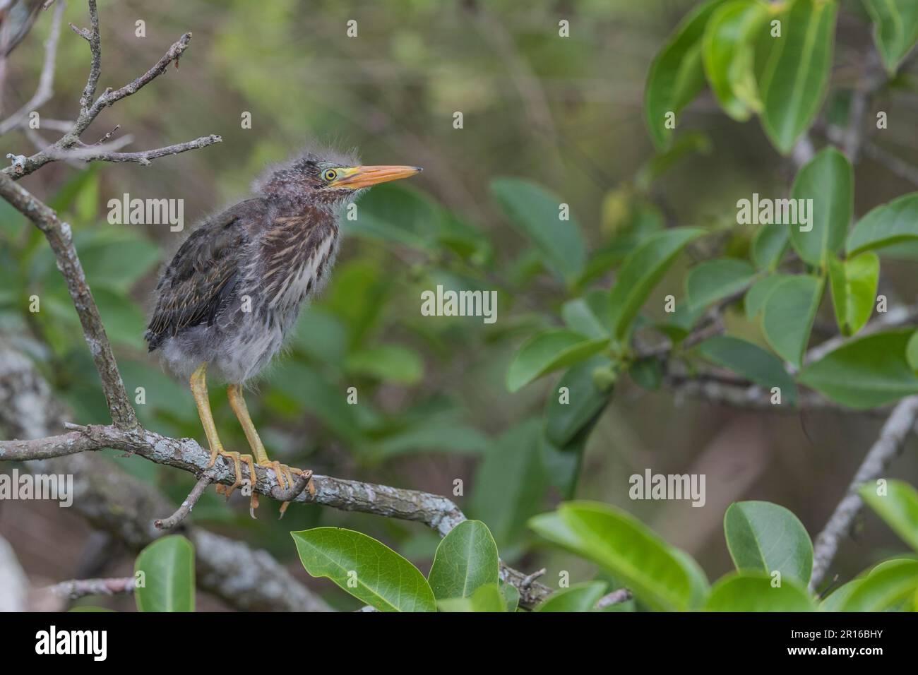 Juvenile striated heron hi-res stock photography and images - Alamy