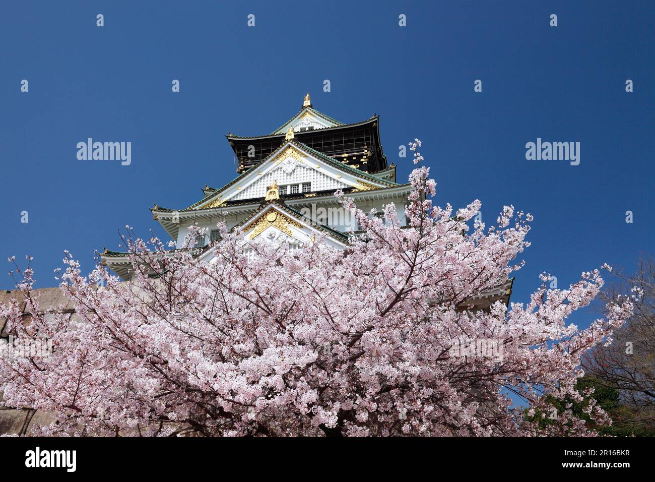 Blooming cherry blossom trees at Osaka Castle Stock Photo - Alamy