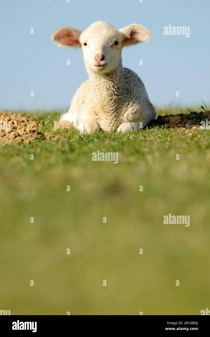 Merino sheep, lamb Stock Photo - Alamy