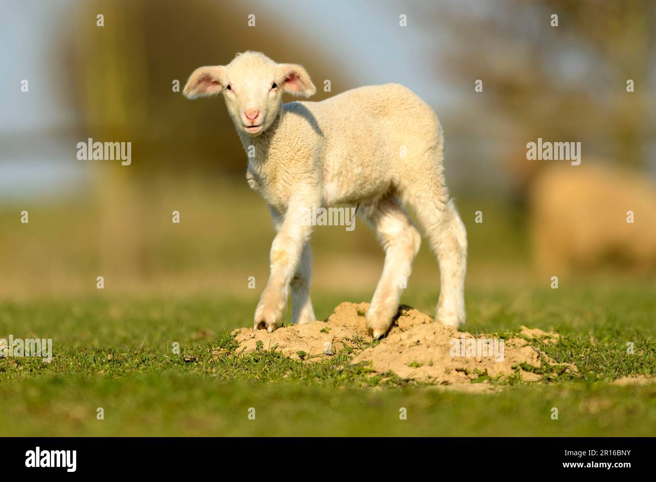 Merino sheep, lamb Stock Photo - Alamy