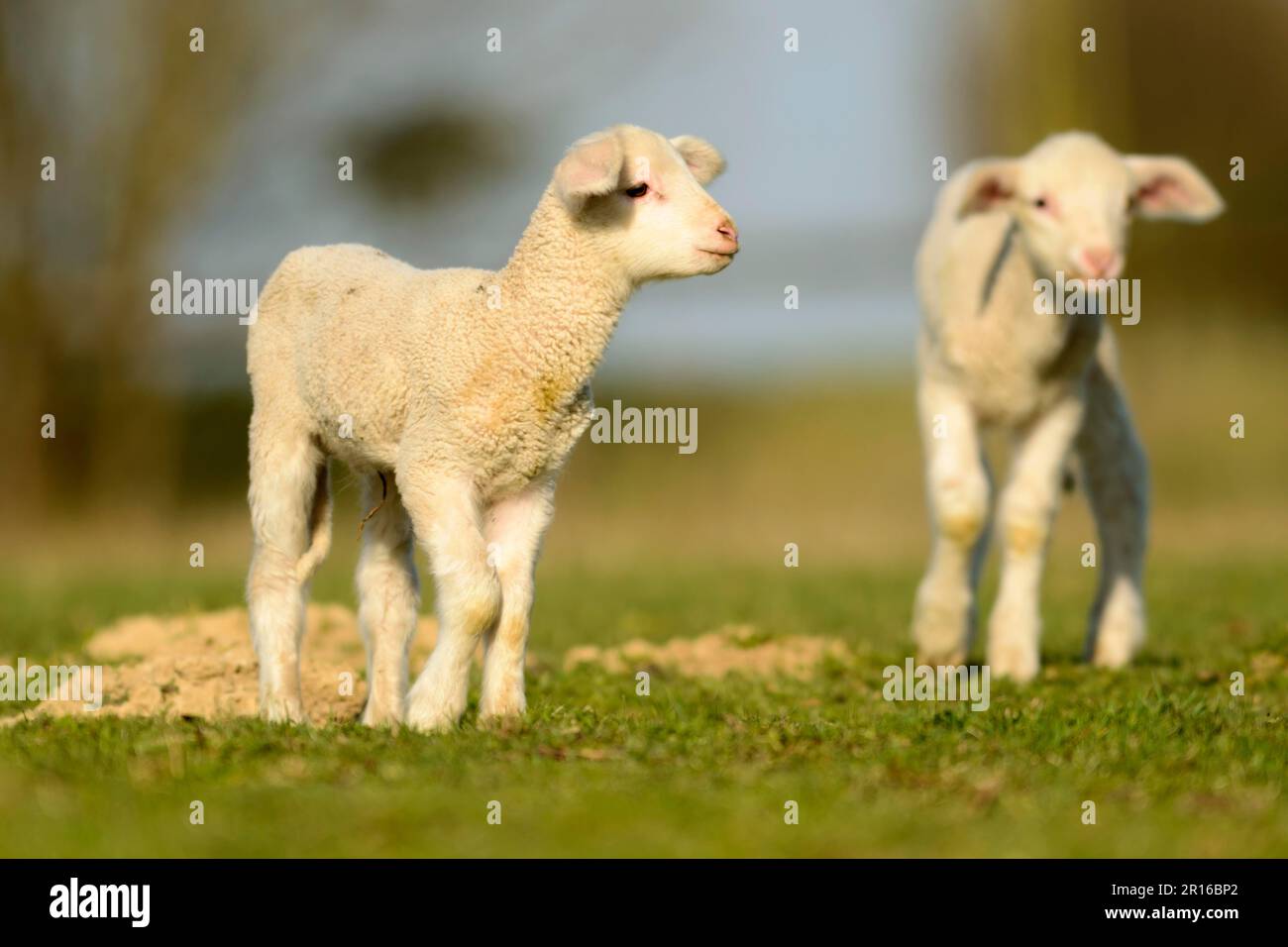 Merino sheep, lambs Stock Photo - Alamy