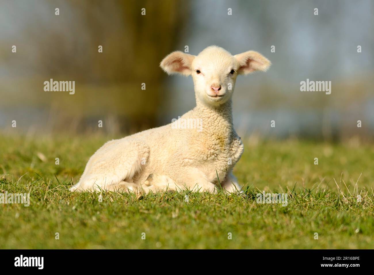 Merino sheep, lamb Stock Photo - Alamy