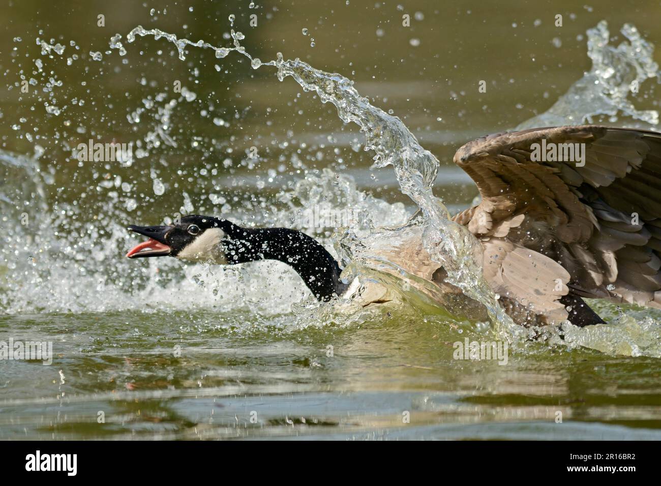 Canada goose aggression hi-res stock photography and images - Alamy