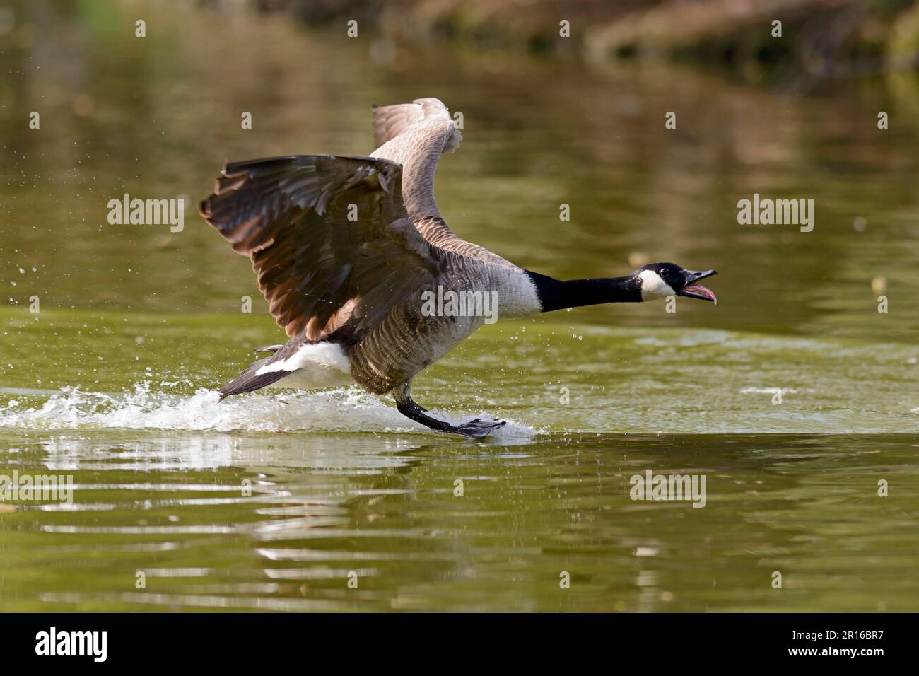 Canada goose aggression hi-res stock photography and images - Alamy