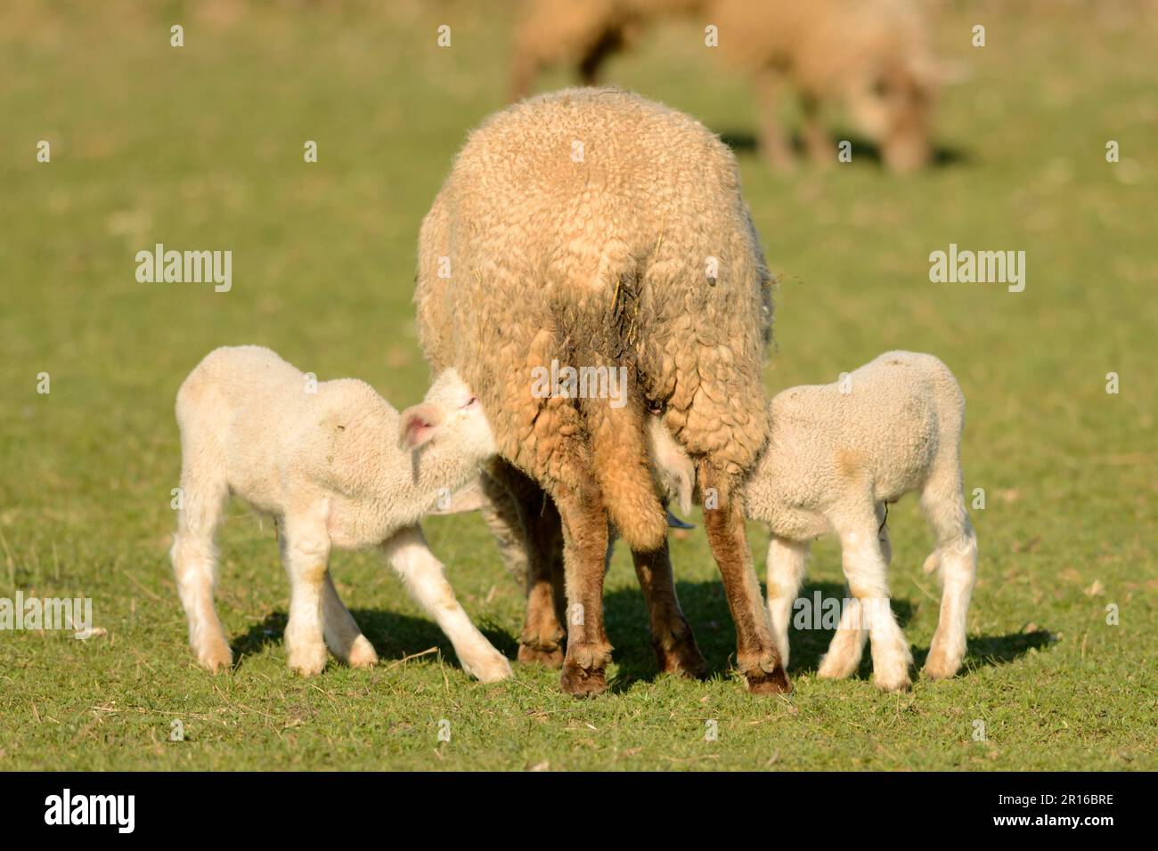 Merino sheep, ewe with lambs Stock Photo - Alamy