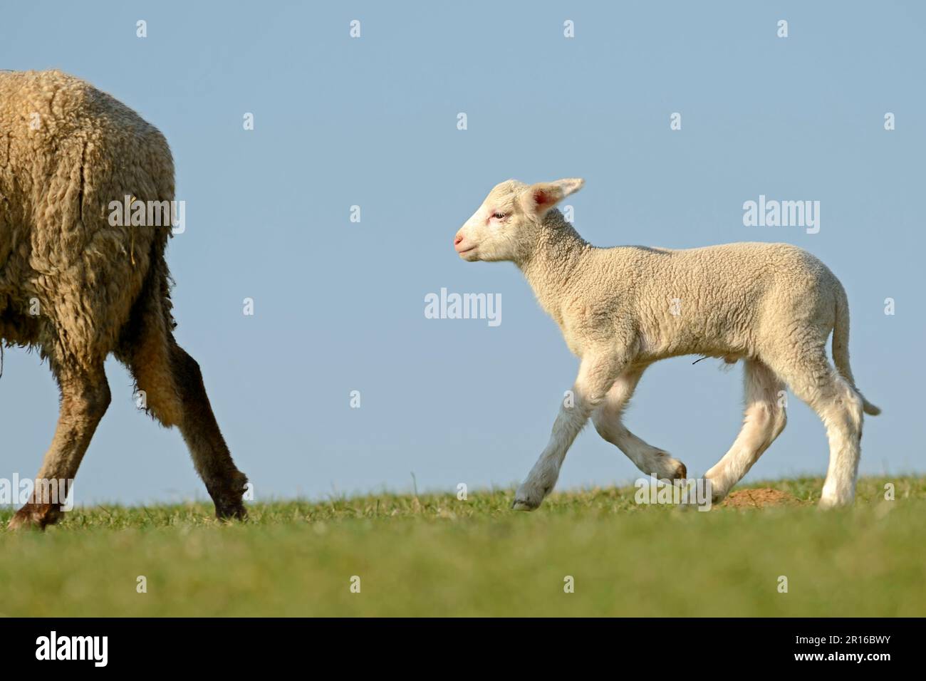 Merino sheep, lamb Stock Photo - Alamy