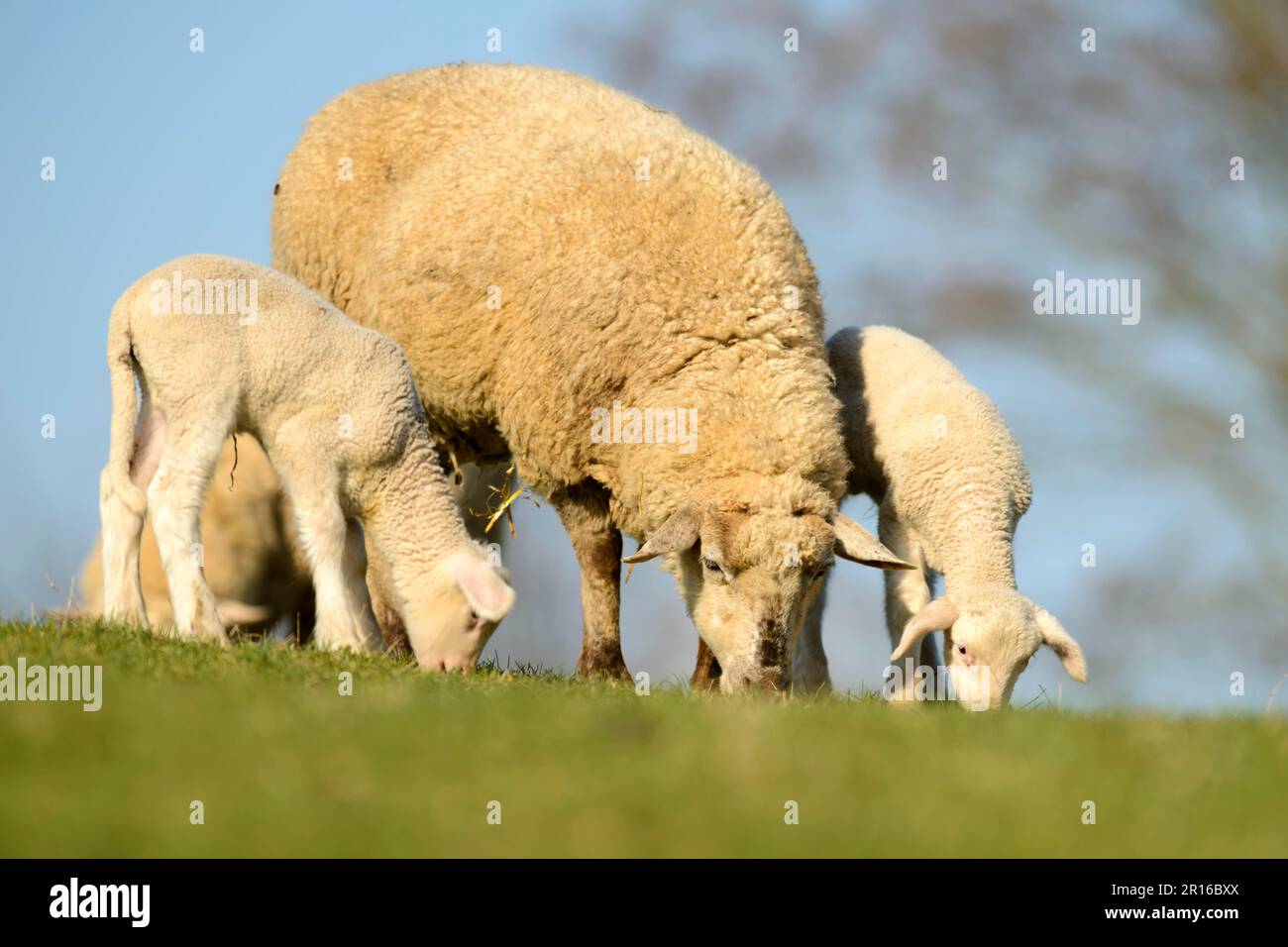 Merino sheep and lambs Stock Photo - Alamy