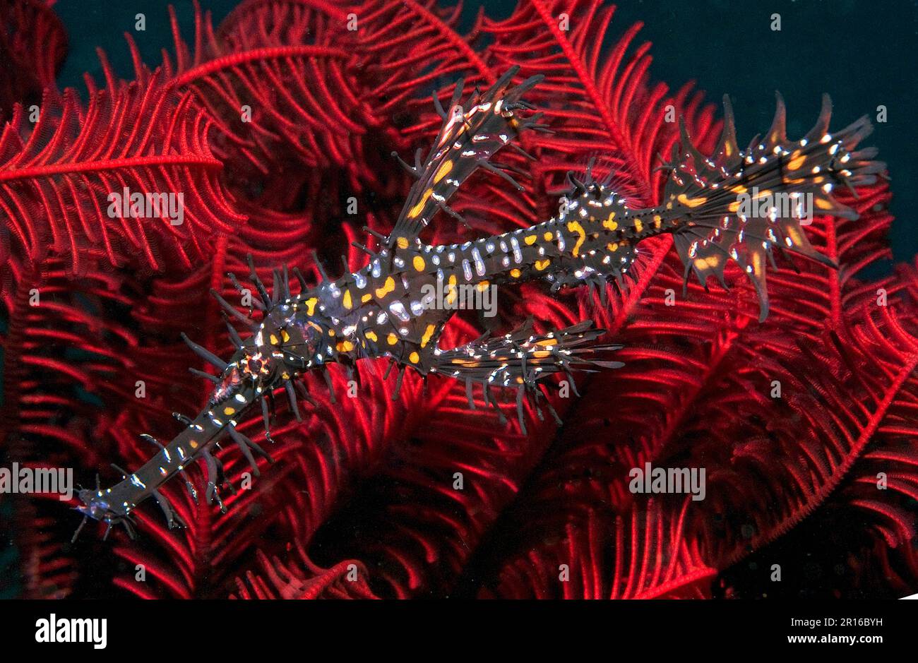 Ghost pipefish thailand hi-res stock photography and images - Alamy