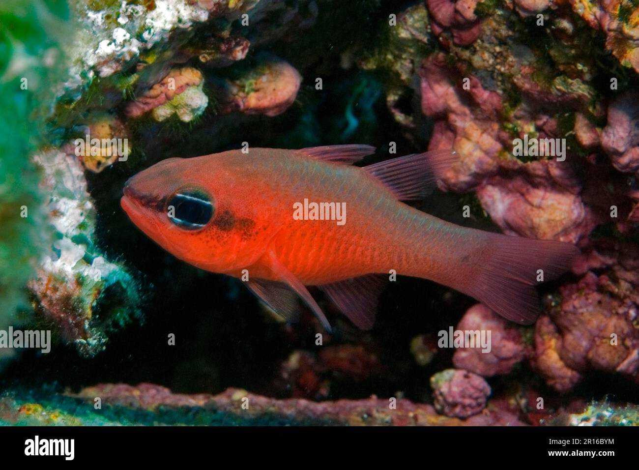 Mediterranean red cardinalfish, mullet king of the mullets (Apogon ...