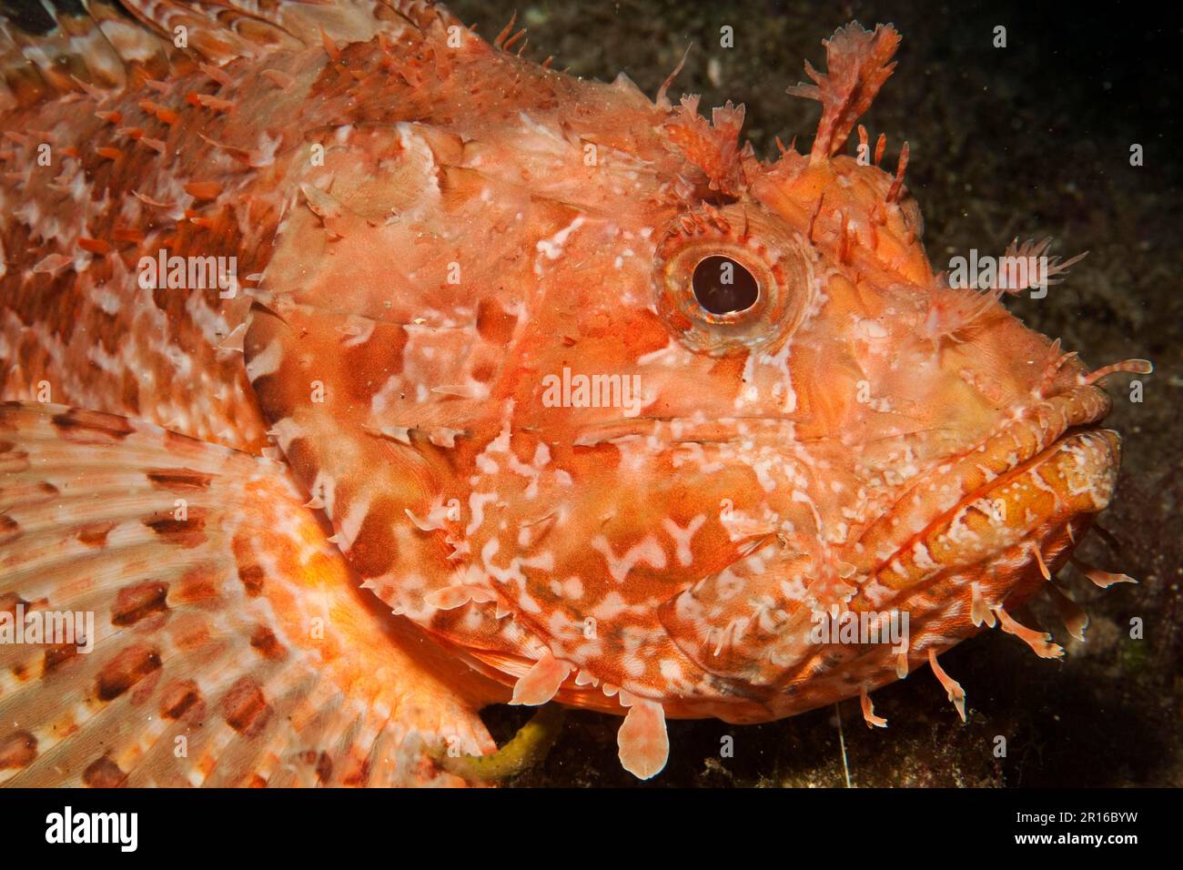 Rascasse hi-res stock photography and images - Alamy