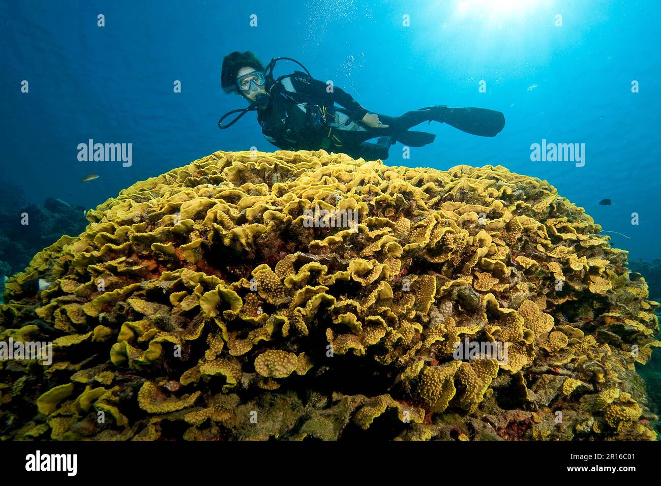 Diver and Yellow Lettuce Coral, Dahab, Sinai, Gulf of Aqaba, Red Sea ...