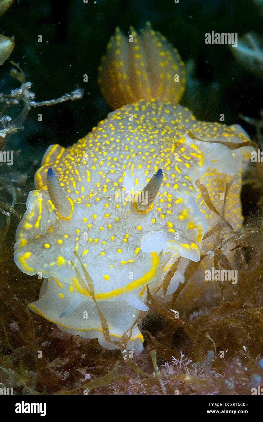 Hypselodoris picta picta hi-res stock photography and images - Alamy