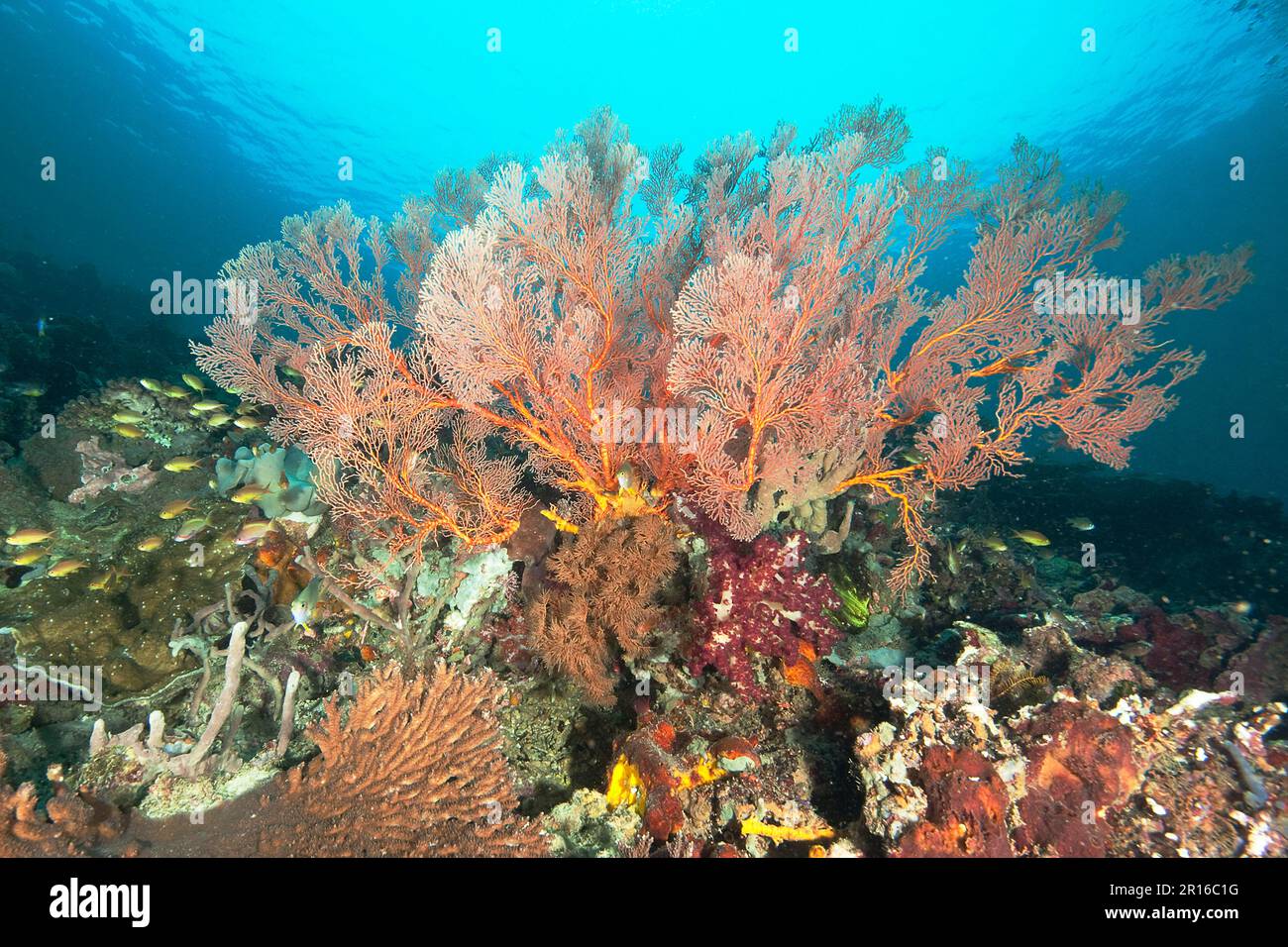 Knotted sea fan, Red giant knotted fan, Fan coral, Gorgonian, Halmahera ...