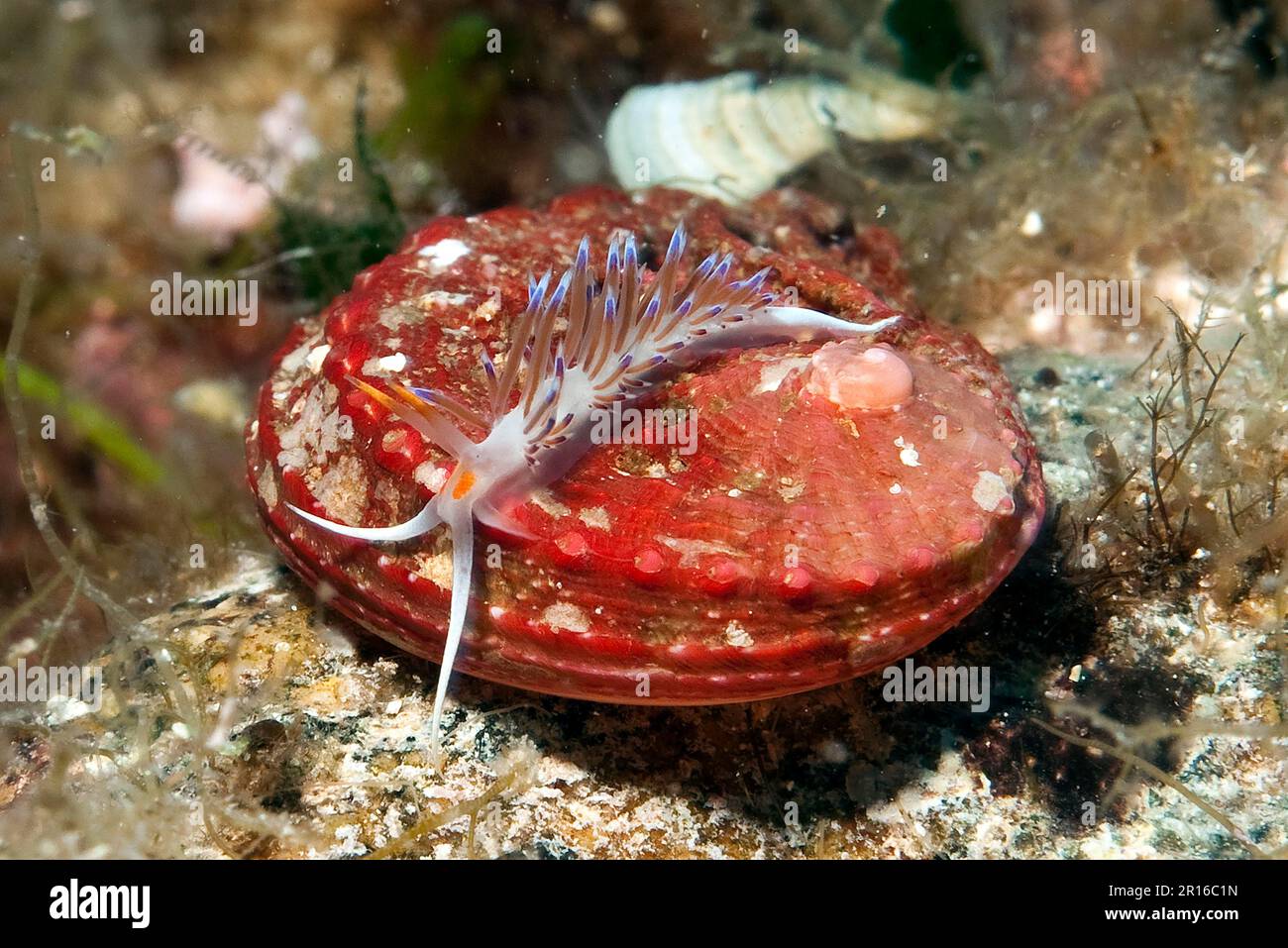 Travelling thread snail (Cratena peregrina), Mediterranean Sea, East ...
