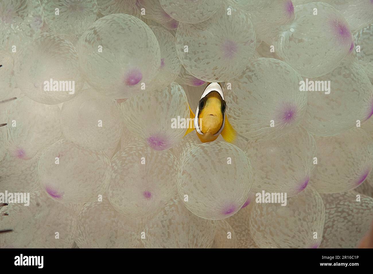 Ringed anemonefish (Amphiprion ocellaris), False clownfish, Indonesia ...