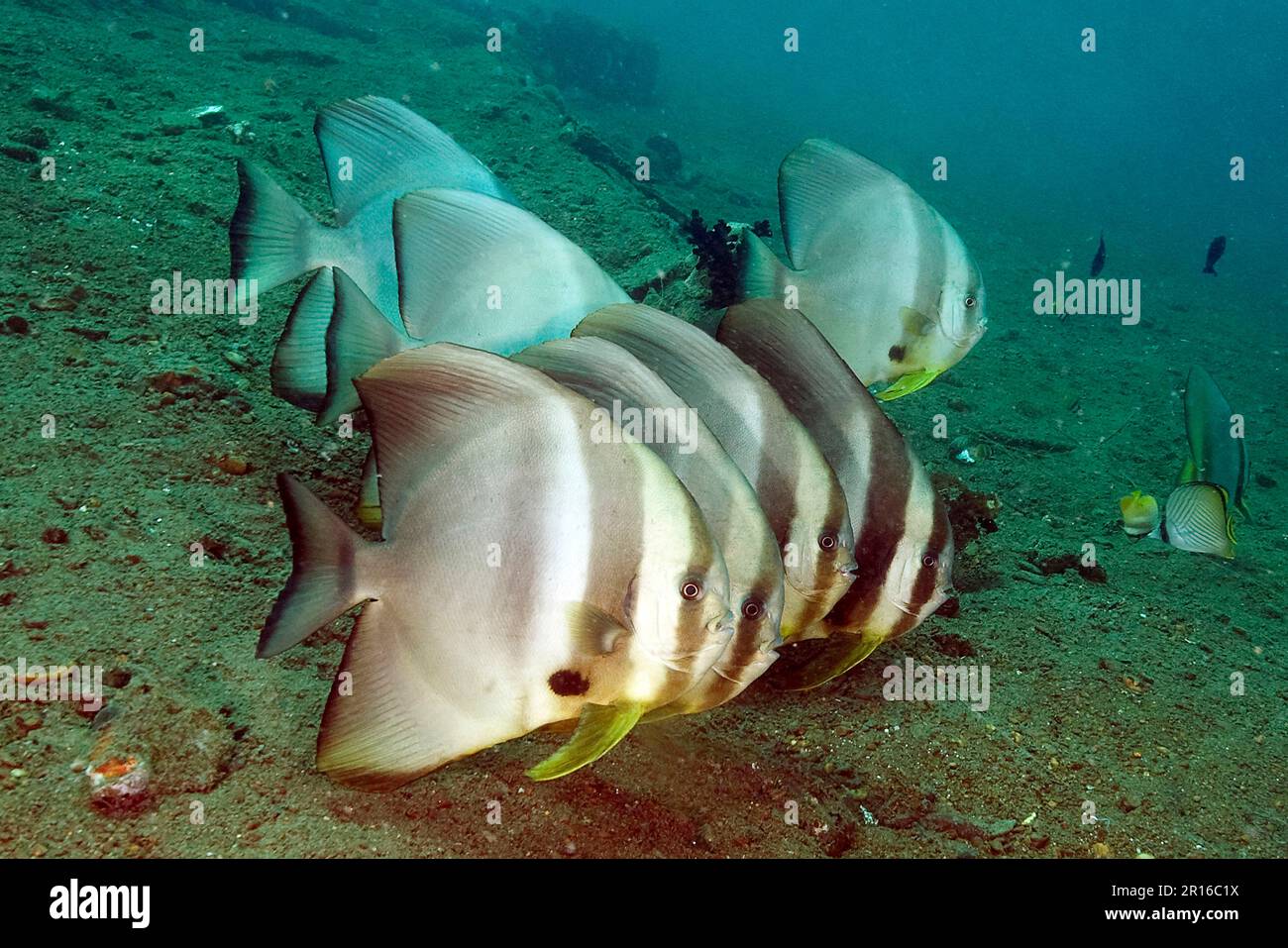 Orbicular batfish (Platax orbicularis), Moluccas, Pacific Ocean ...