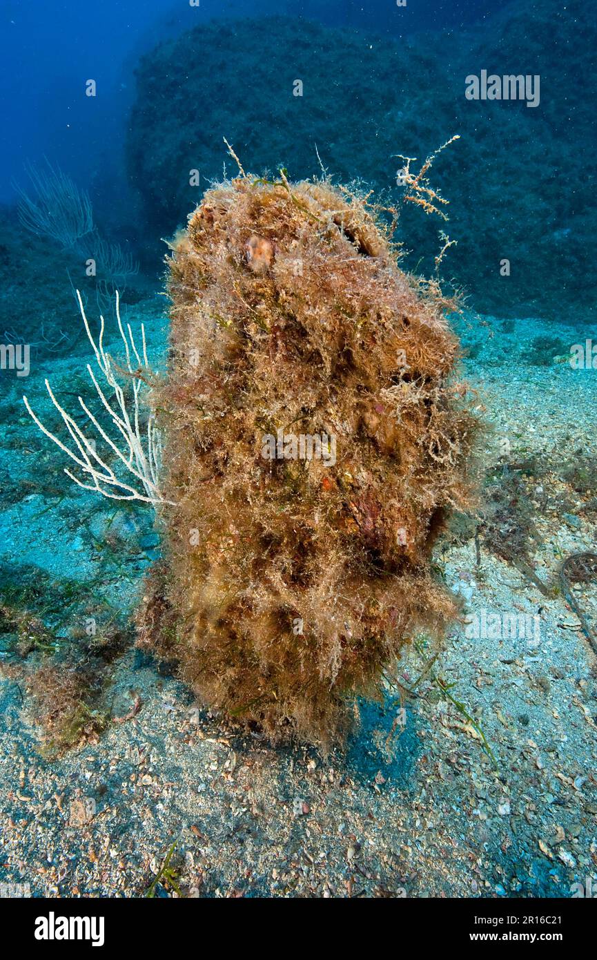 Noble pen shell (Pinna nobilis), noble pinna, zebra mussel ...