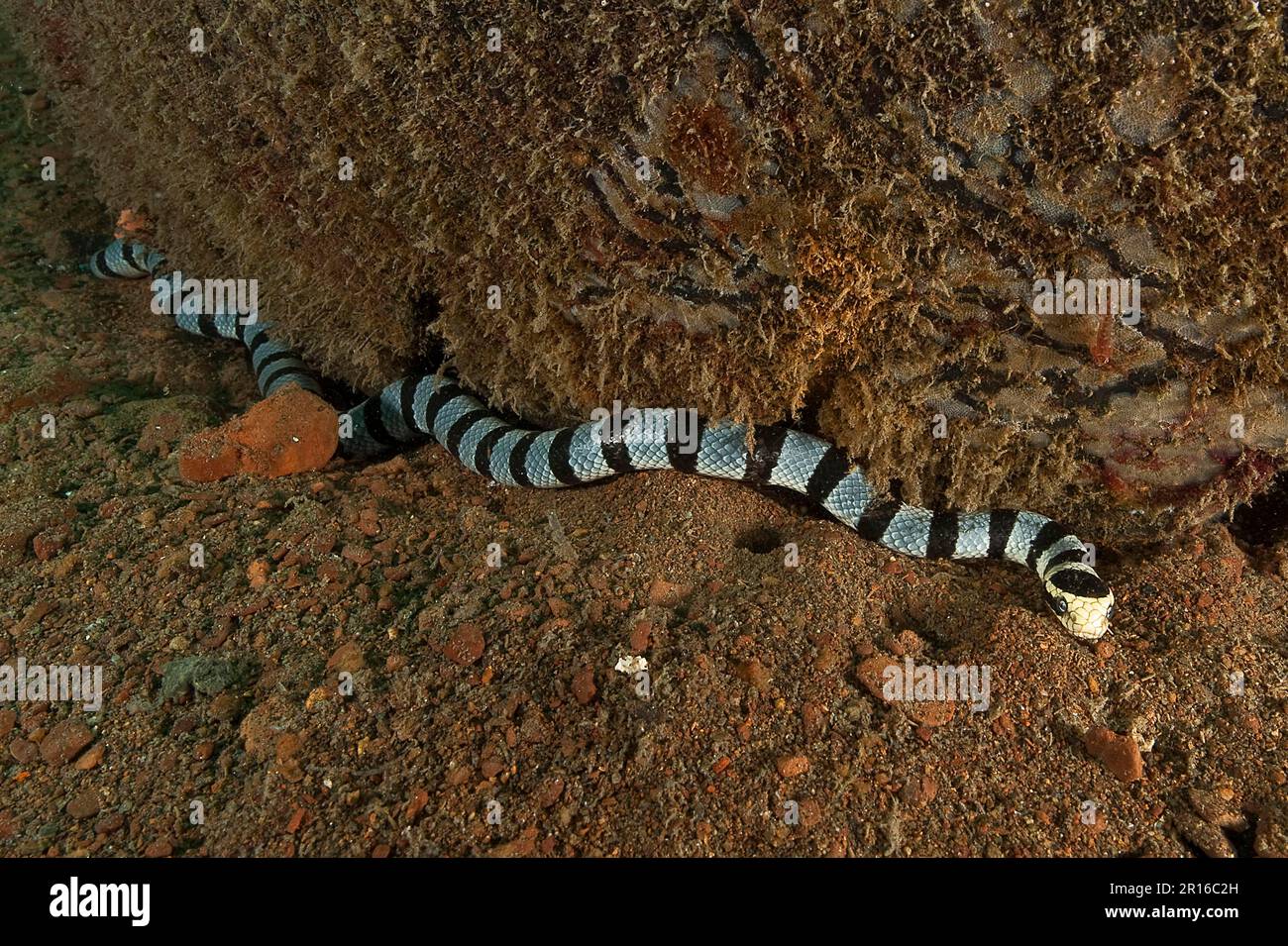 Banded colubrine sea krait (Laticauda colubrina), adder flat-tailed ...