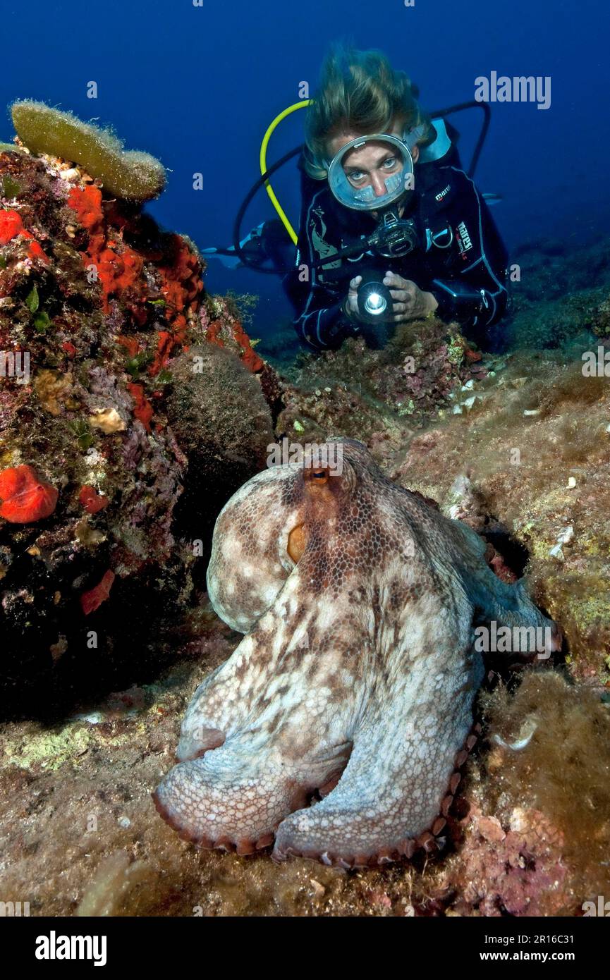 Diver and common octopus (Octopus vulgaris), Mediterranean Sea, Italy ...