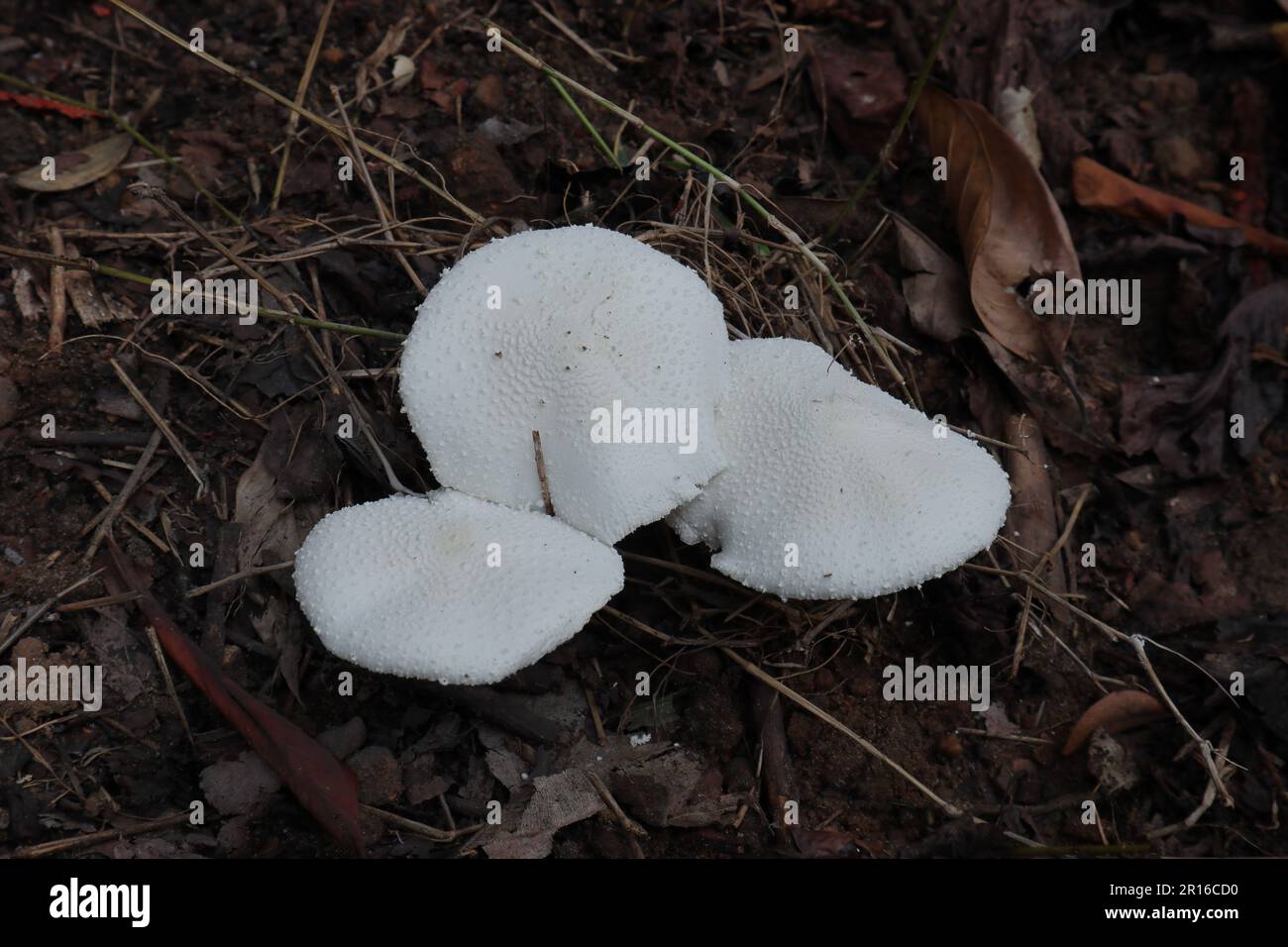 Mushroom cluster hi-res stock photography and images - Alamy
