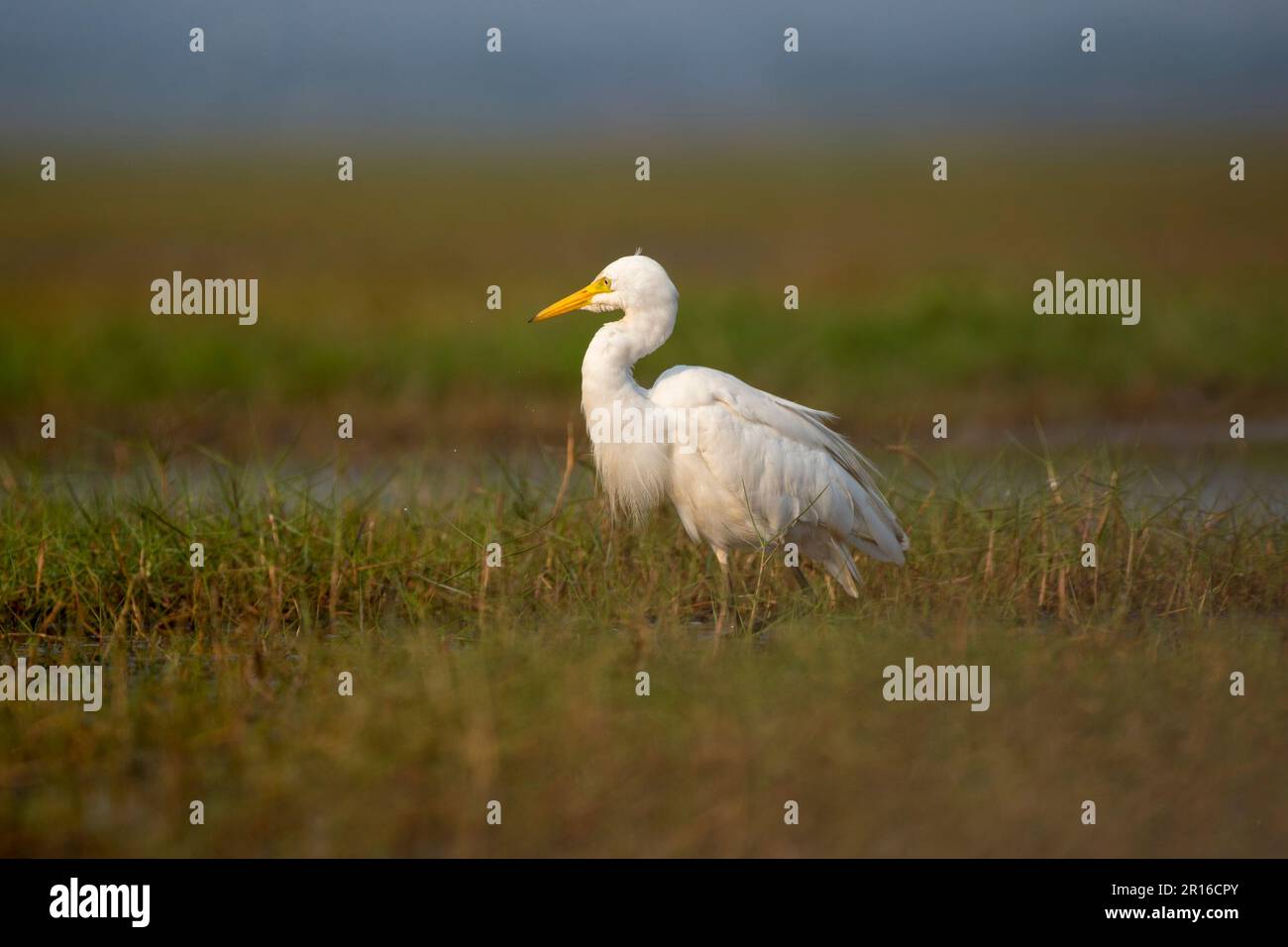 Intermediate egret bird in its habitat Stock Photo - Alamy
