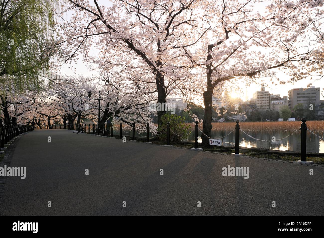 Someiyoshino in full bloom and Shinobazunoike in the light of the ...