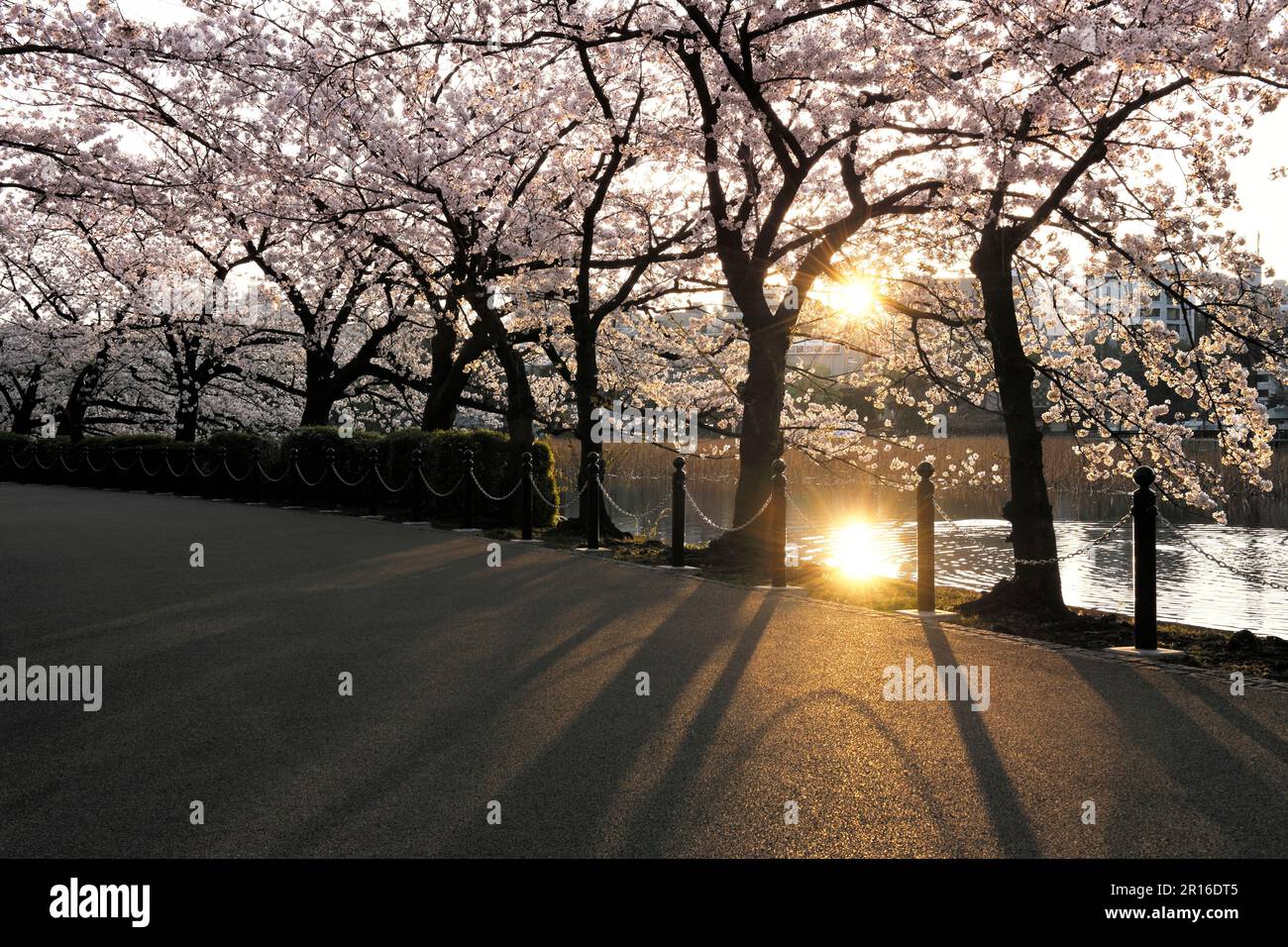 Someiyoshino in full bloom and Shinobazunoike in the light of the ...
