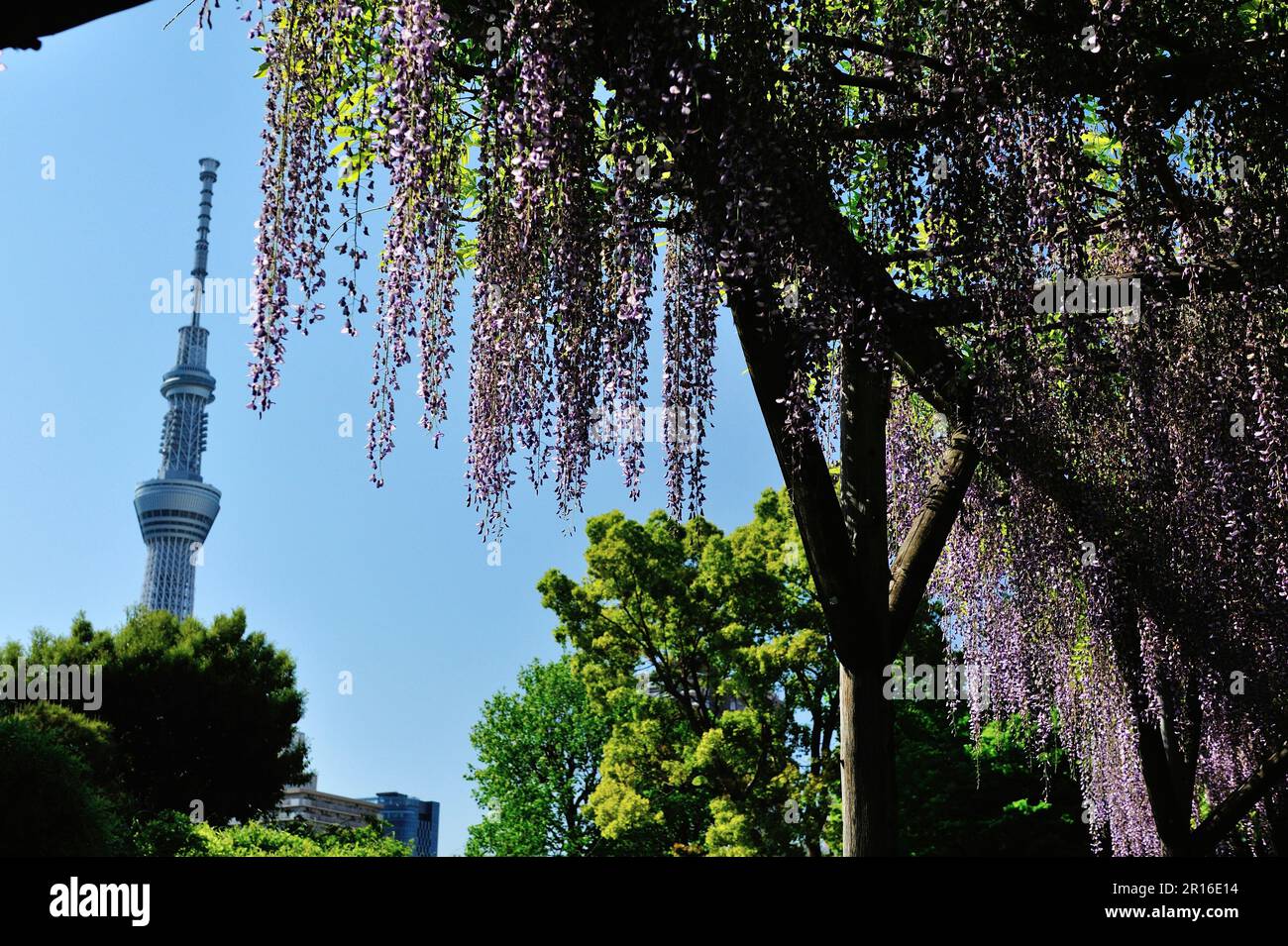 Tokyo Sky Tree Stock Photo - Alamy